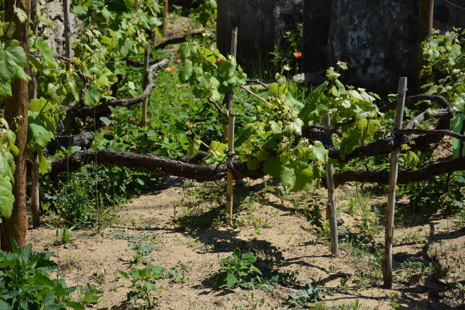 Vinhos de Colares: o vinho que nasce na areia de uma região única em ...