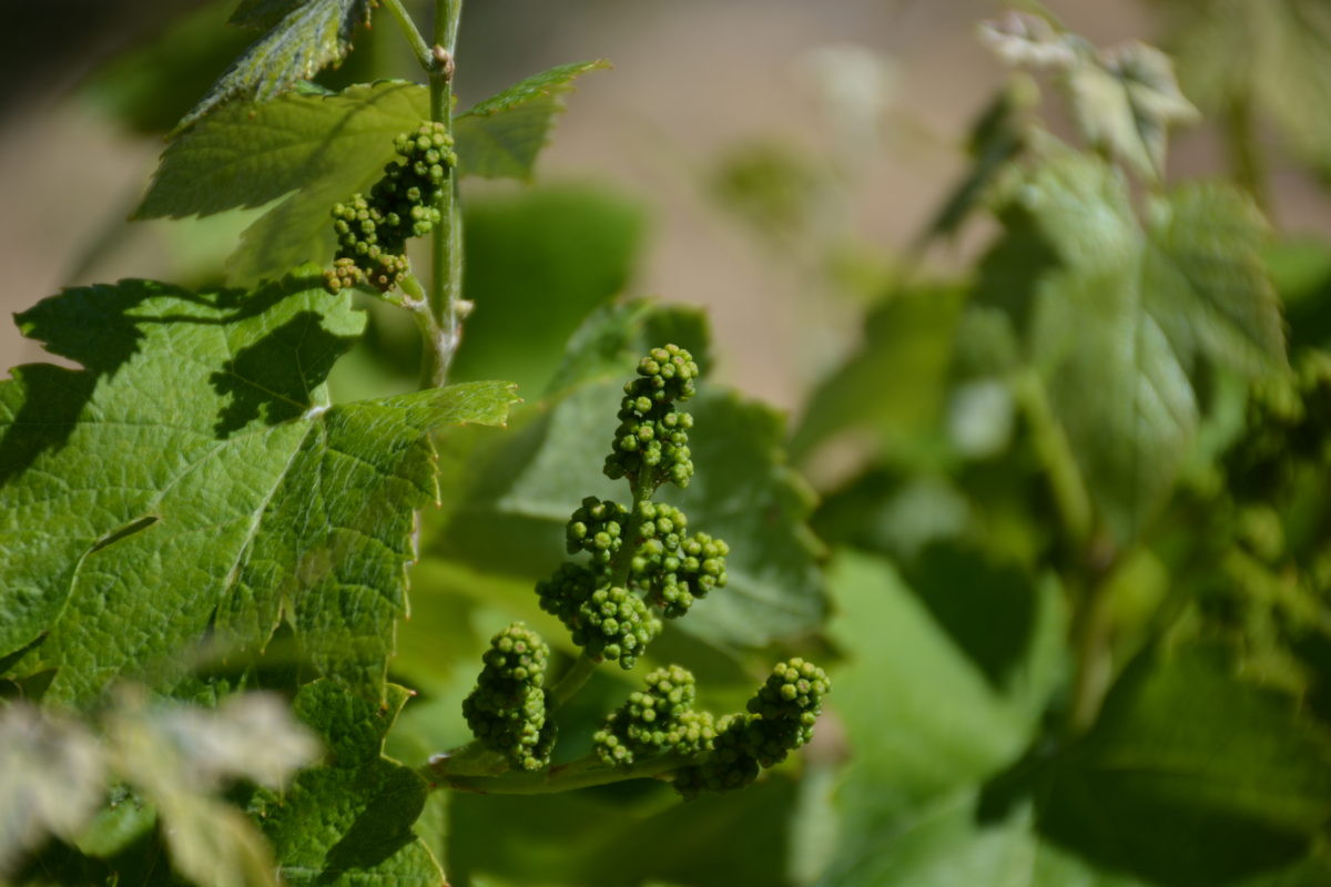 Vinhos de Colares: o vinho que nasce na areia de uma região única em ...